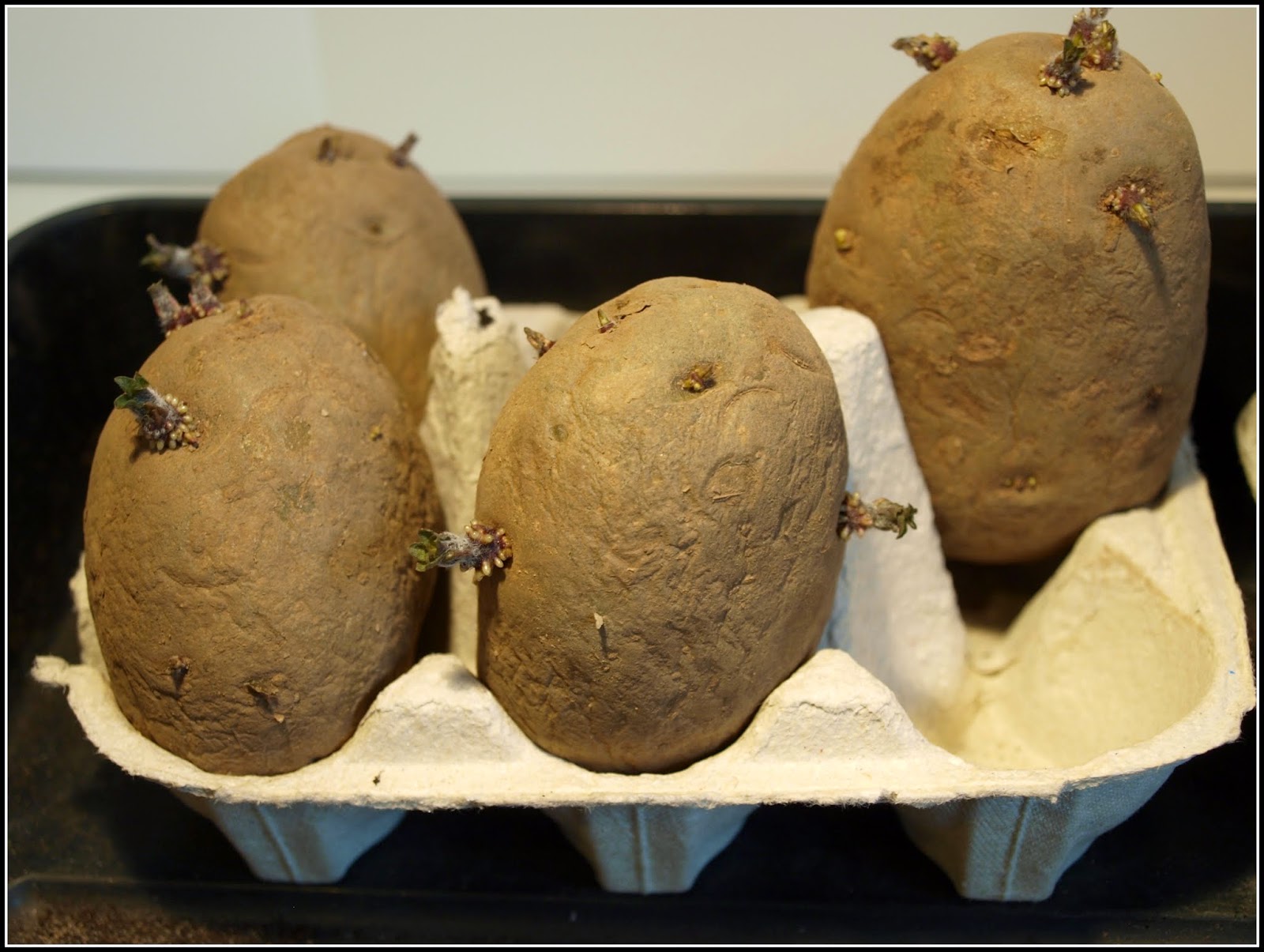 Mark's Veg Plot: Potato-growing jargon-buster