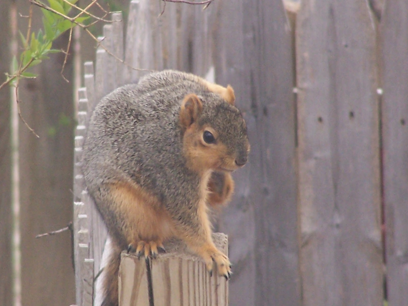 Ghetto Gardens: Another squirrel friend.