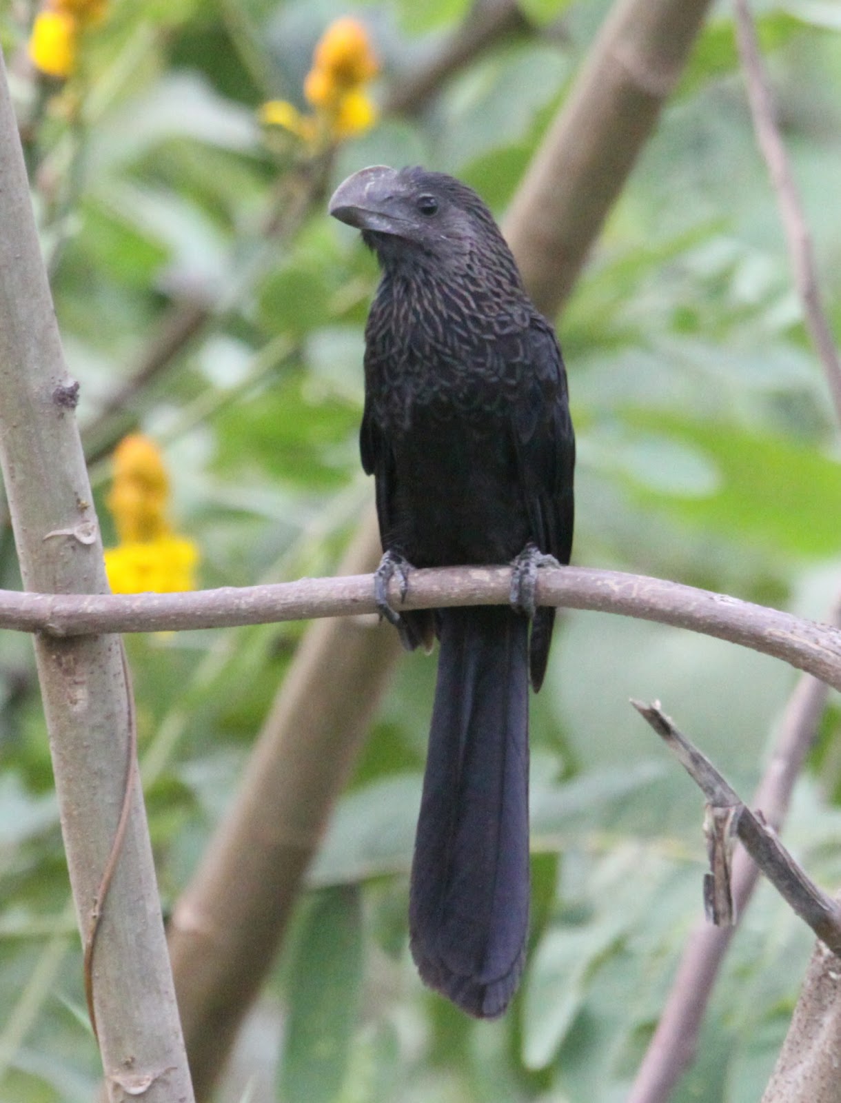 The Bagsy Blog: La Quimba, Darien, Panama