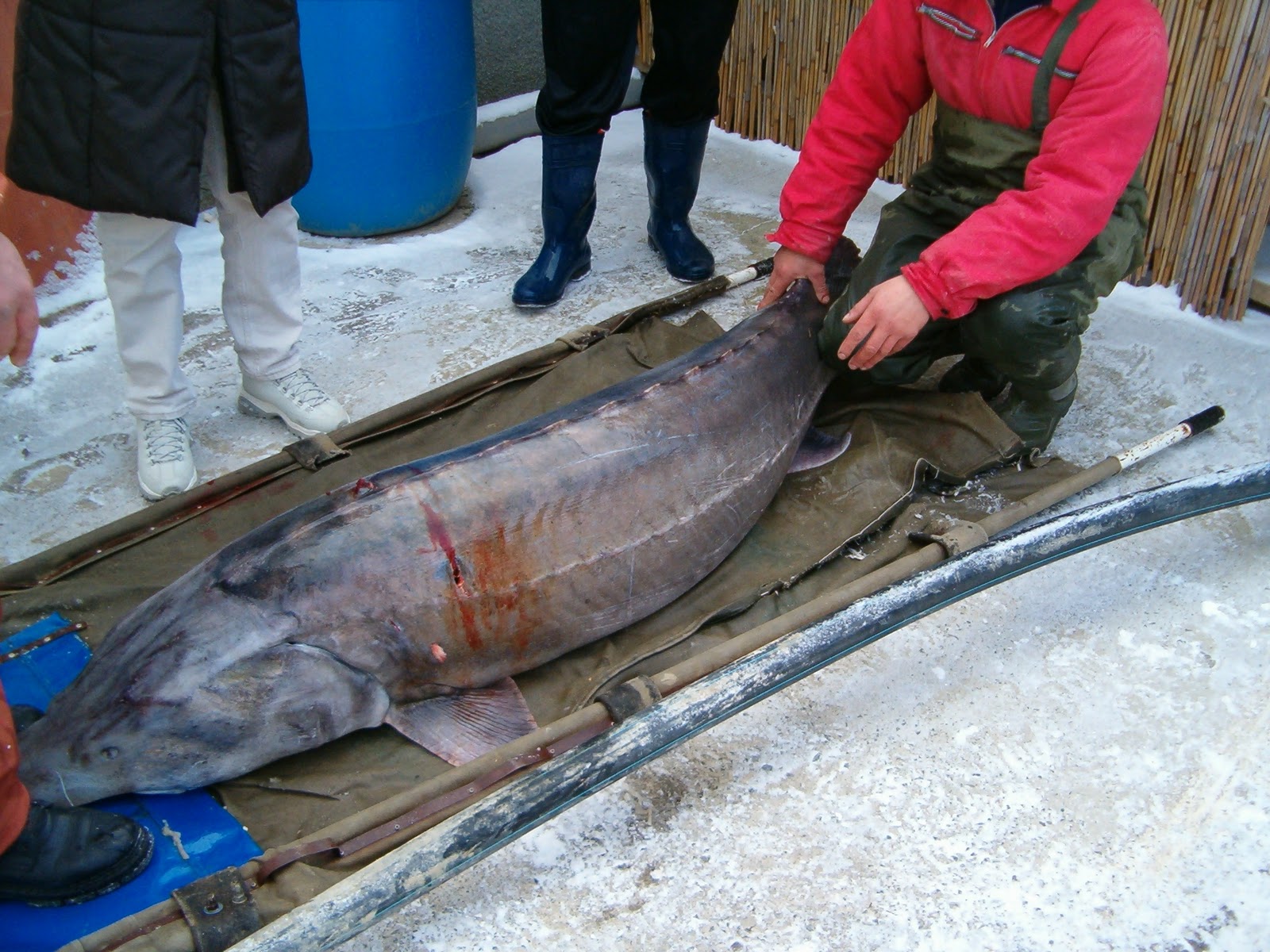 STURIONII DIN DUNARE SI MAREA NEAGRA-THE DANUBE STURGEONS | Delta ...