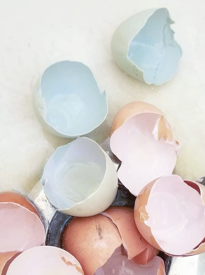 Anatomy of a Fresh Egg - Fresh Eggs Daily® with Lisa Steele