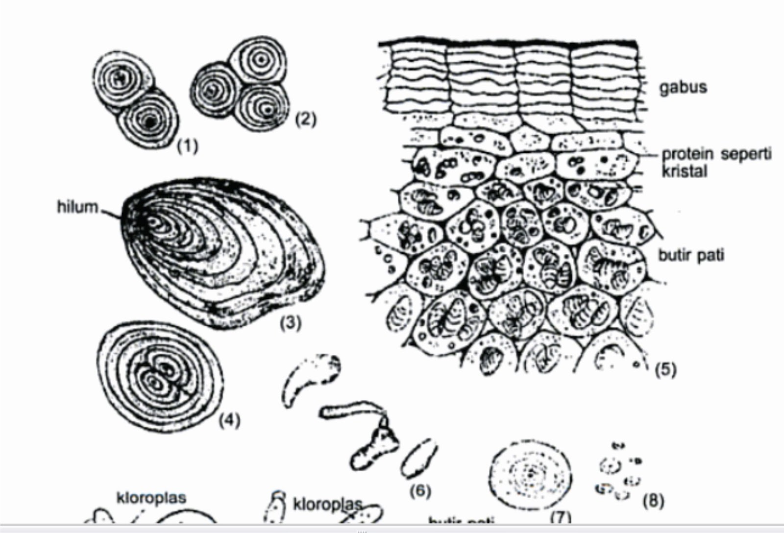 biojojo: Amilum Kentang