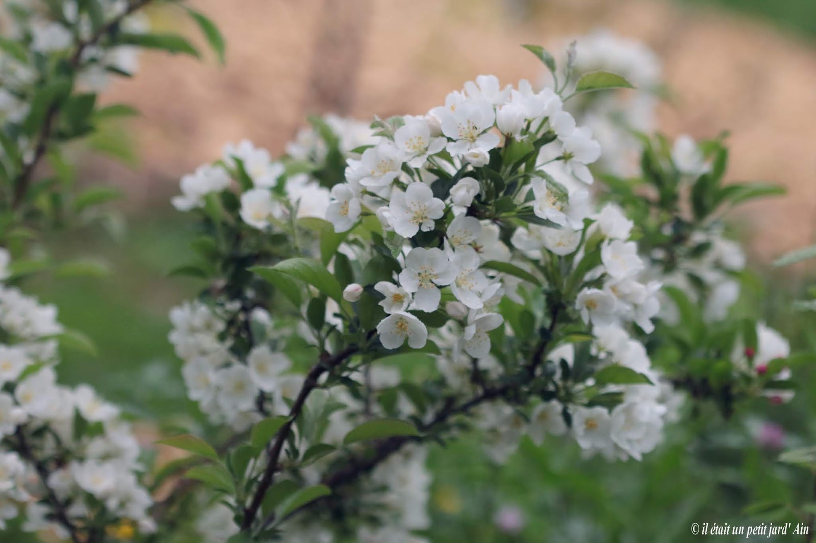 IL ETAIT UN PETIT JARD'AIN ...: FOCUS PRUNUS MALUS TRESORUS ...