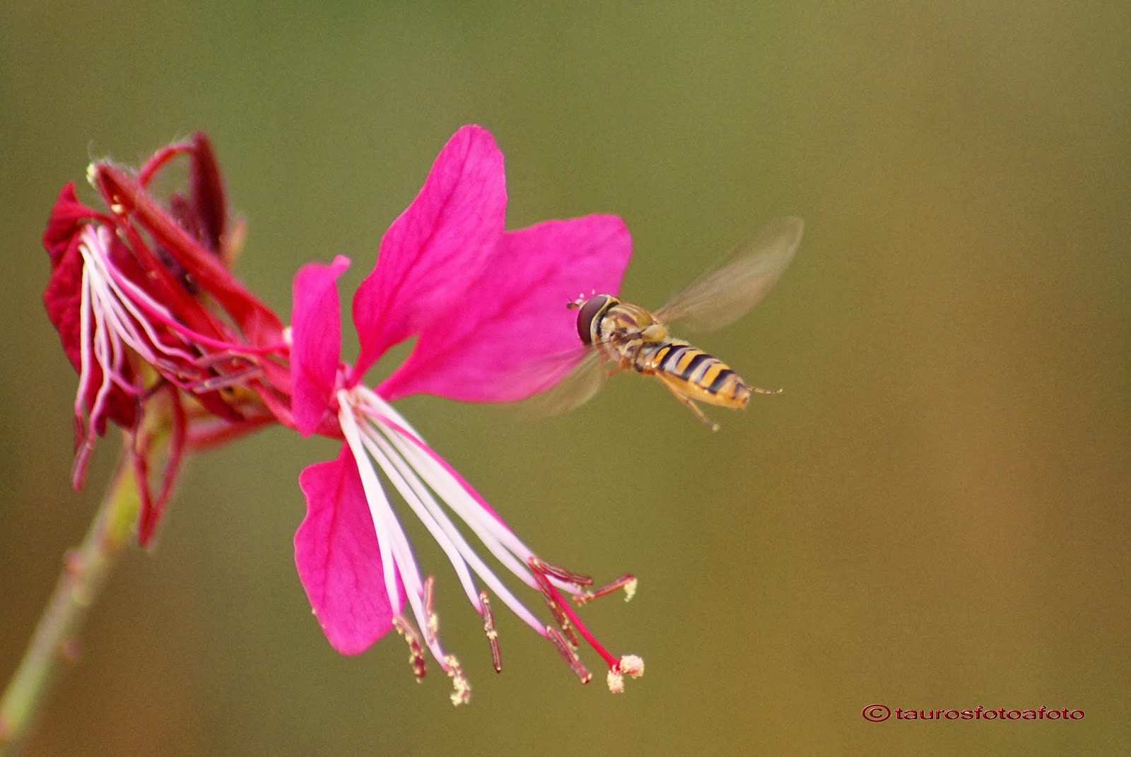 TAUROS FOTO A FOTO: MOSCA AMARILLA Y NEGRA (Mosca cernidora)