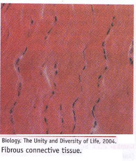 Types Of Connective Tissue ~ New Science Biology