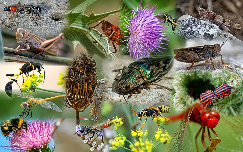 Wouts fotobloG: Gaan we echt massaal aan de insecten?