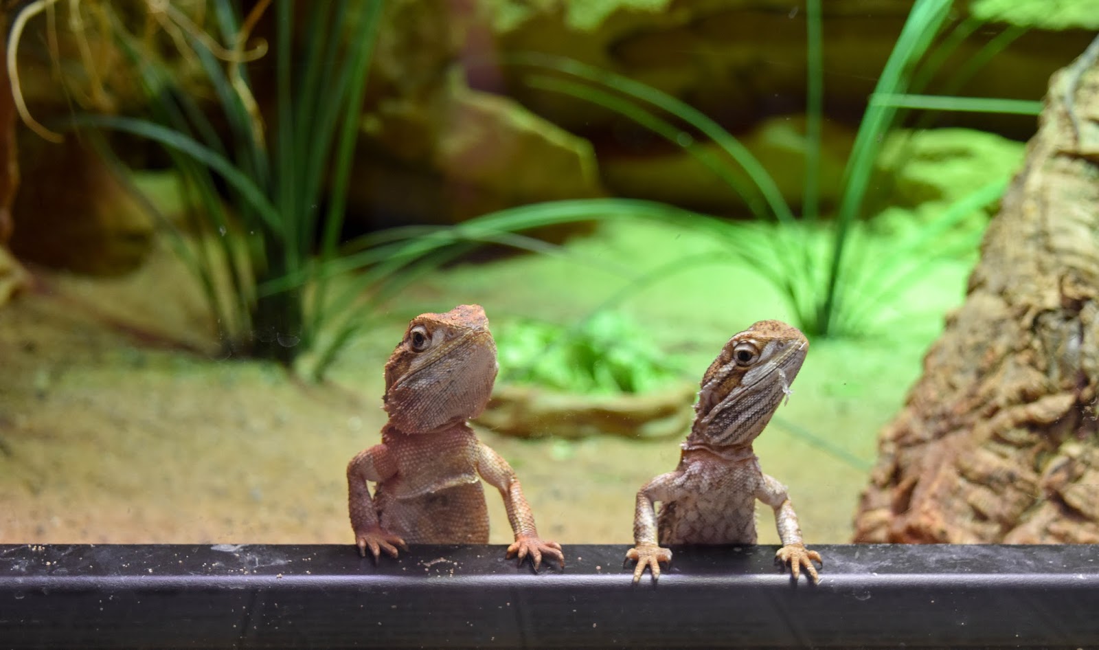 Kölnin lapsiystävälliset kohteet | Viherjuuria