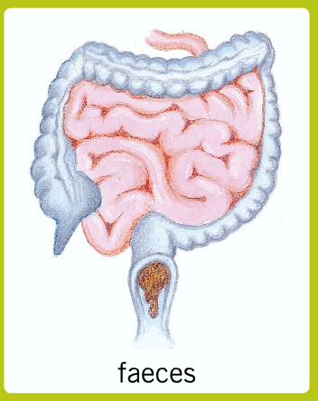 SGAguilar Javier Ramos: DIGESTIVE SYSTEM