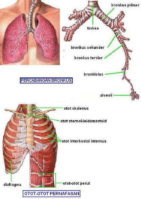 Populer 23+ Anatomi Bibir