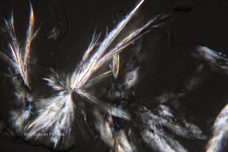 Capsaicin Under Microscope at Blake Sadlier blog