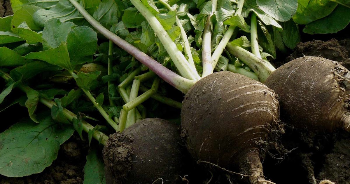 Geneeskracht rammenas