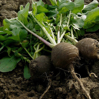 Geneeskracht rammenas