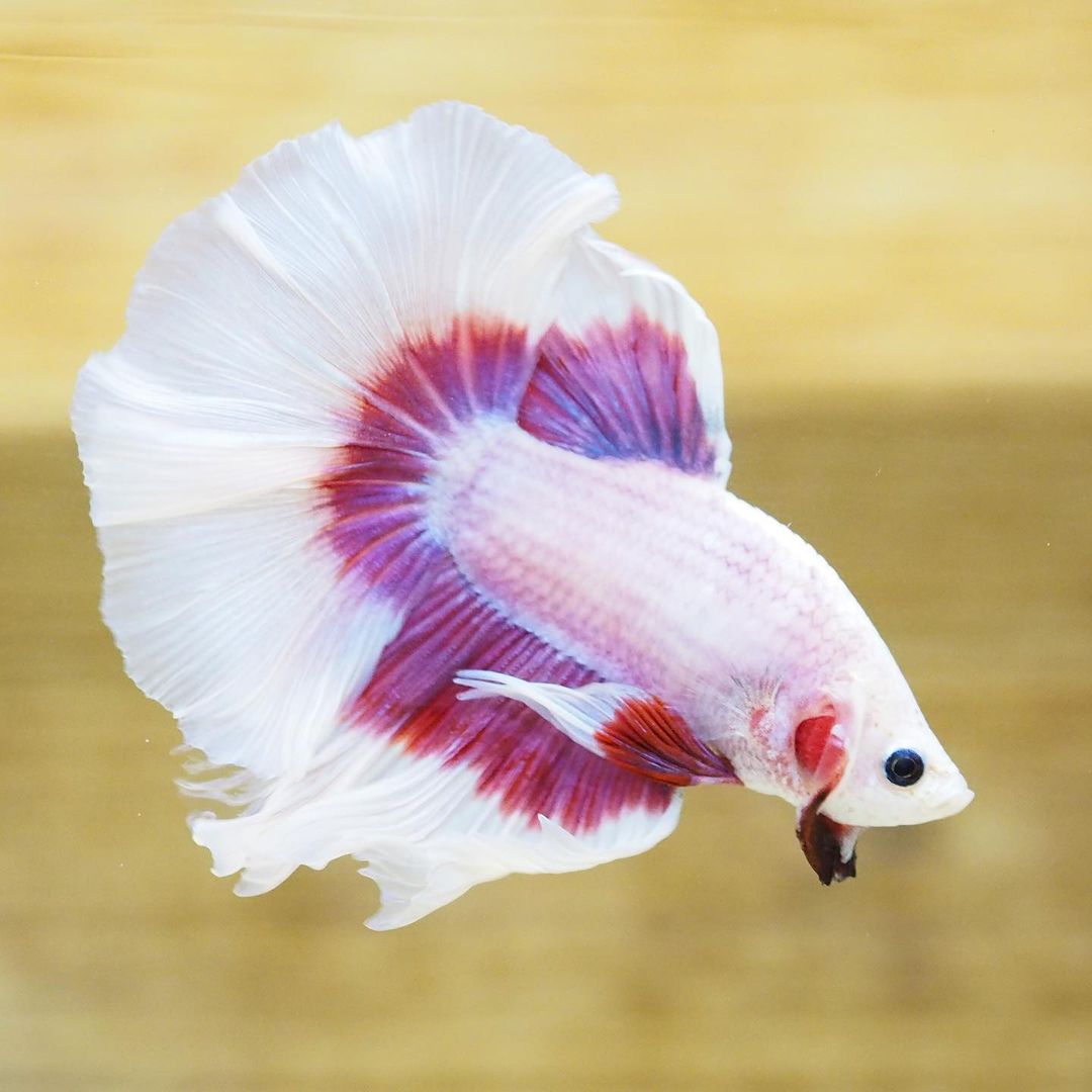 The Best Live Male Lavender Butterfly Halfmoon Tail Betta Splendens Fish