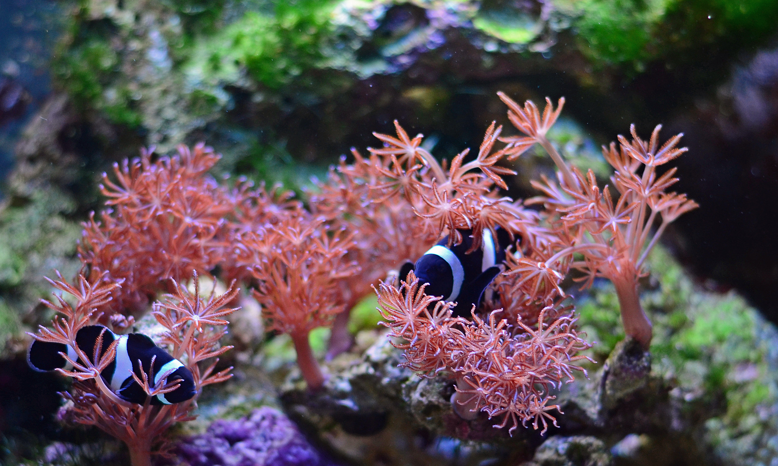 Real Monstrosities: Pulse Coral