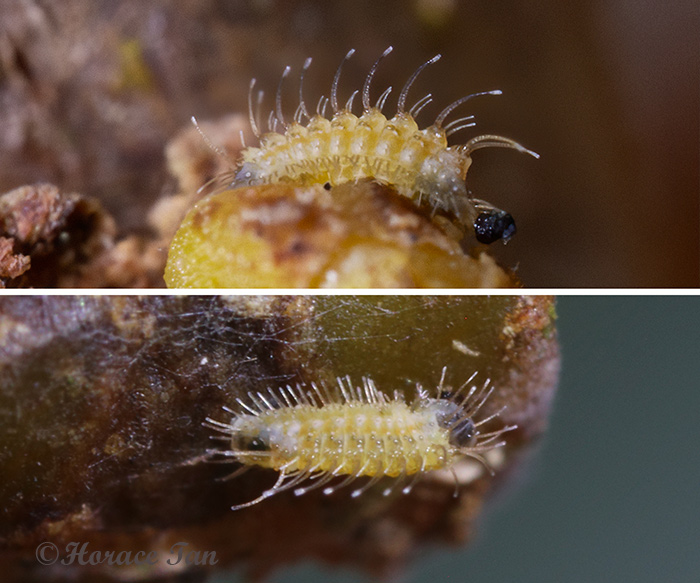 Butterflies of Singapore: Life History of the Banded Royal