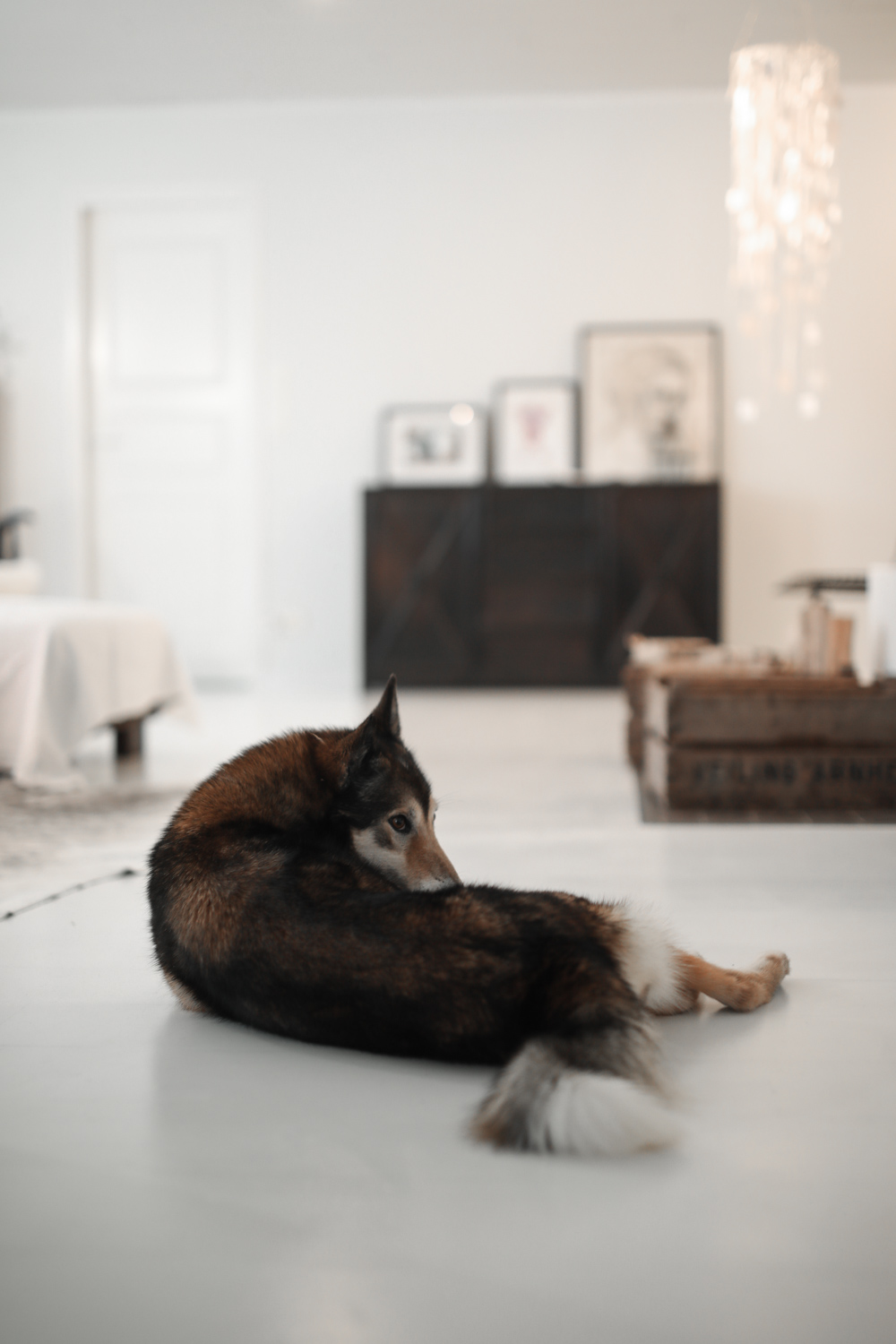 Ihana rescue-koira - terveisiä kotihoidosta! | 100% outdoor