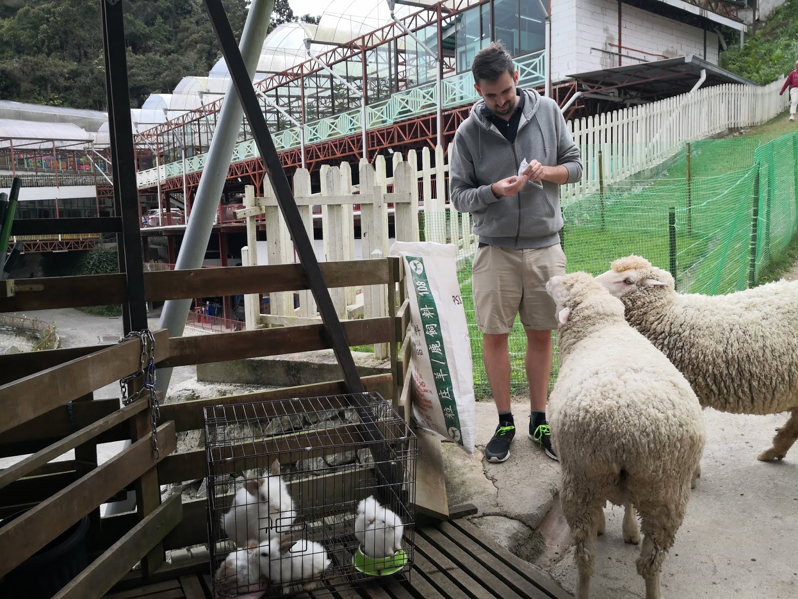 THE SHEEP SANCTUARY, CAMERON HIGHLANDS - Hi5 the world