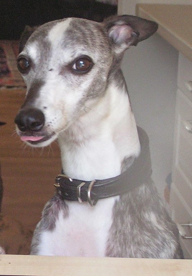 Whippets High on Emotion: 10. Geburtstag der F's