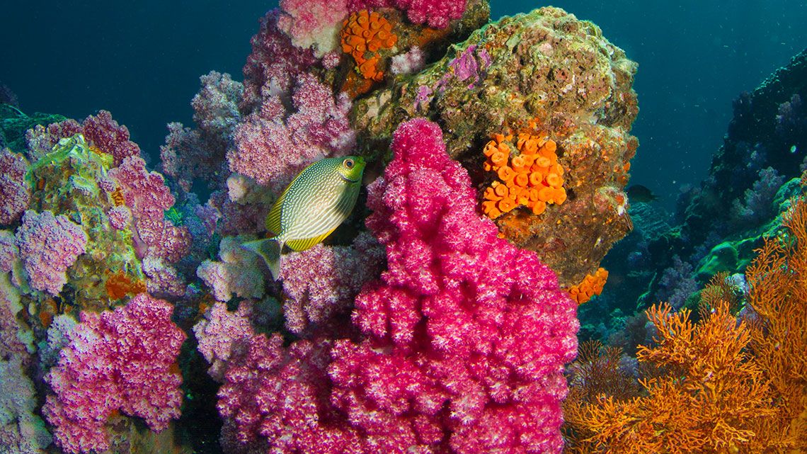 I coralli, di Lietti Valentina