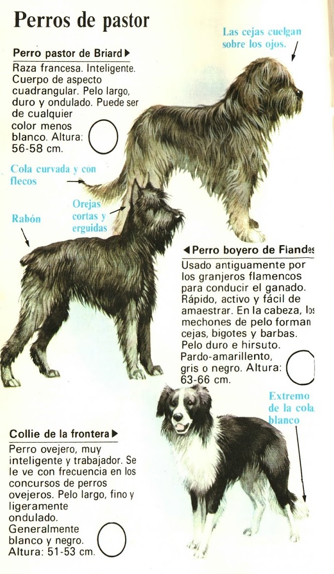 PERROS Y GATOS FAMOSOS: GUIA DE LA NATURALEZA PERROS.