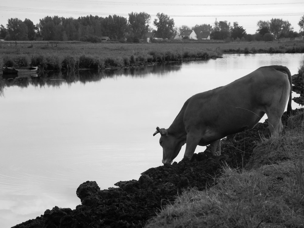 Chez Mélba: Meuh meuh meuh font les vaches (Calendrier de l'avant XII)