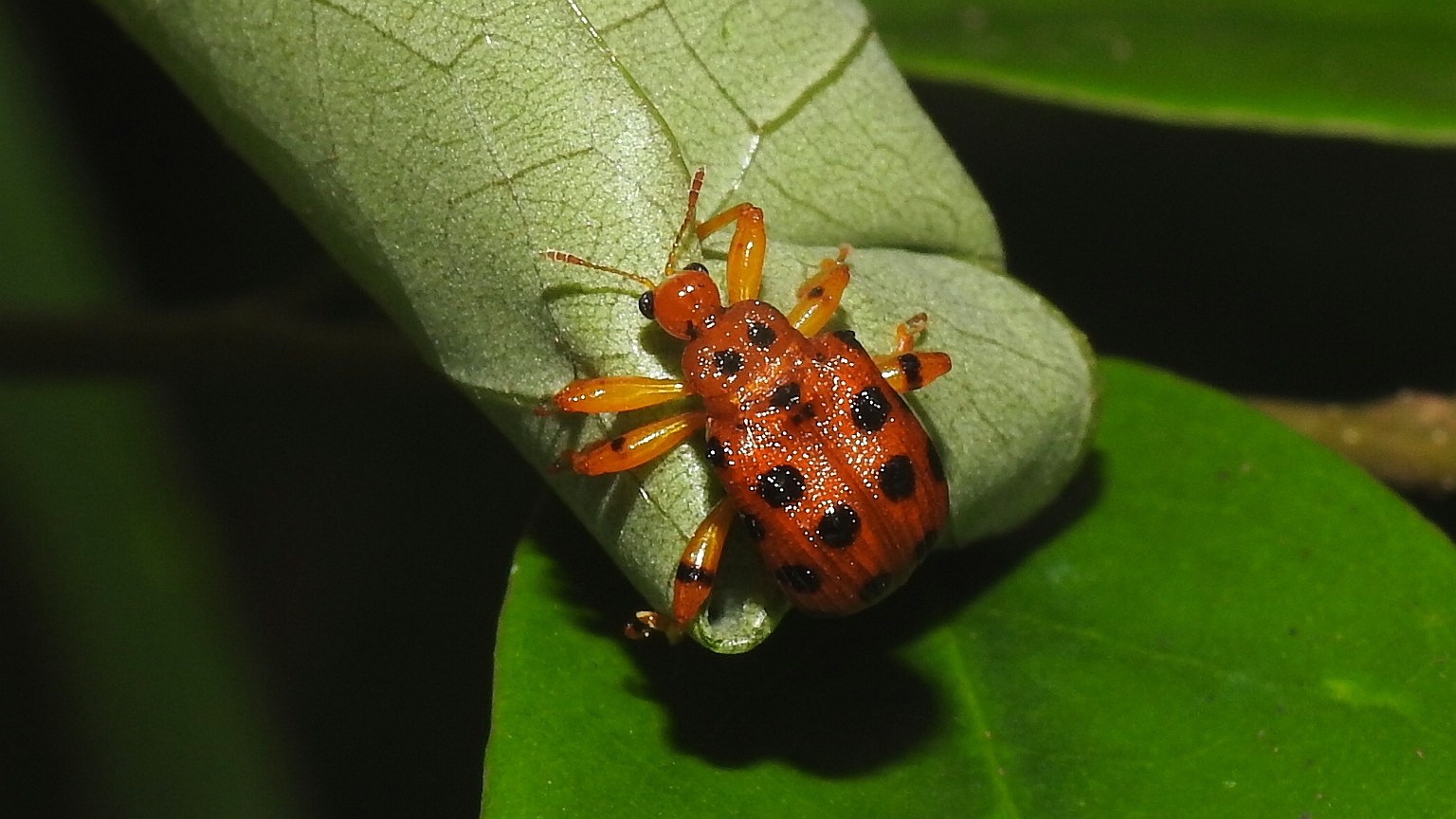 台灣-鳥類與昆蟲-自然觀察記錄: 黑點捲葉象鼻蟲 Agomadaranus pardaloides