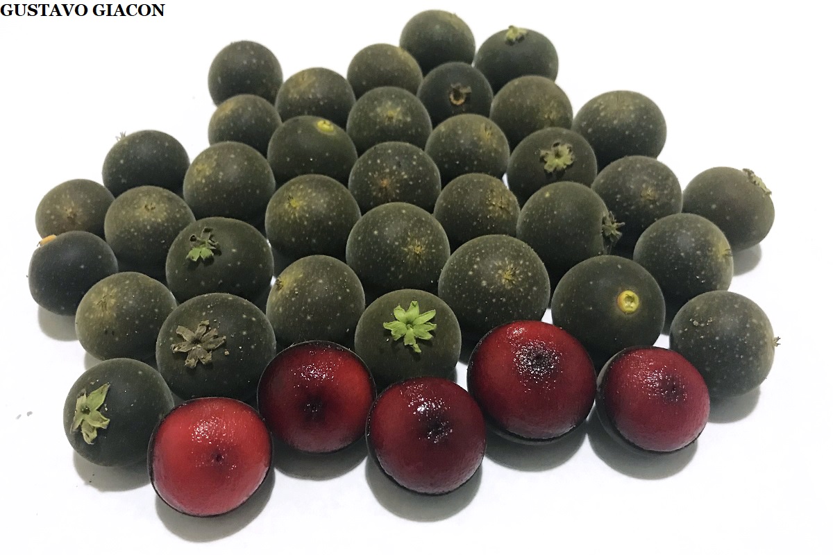 Viveiro Ciprest - Plantas Nativas e Exóticas: Groselha do Ceilão ...