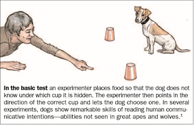 Skepticism & Science: Did Dogs Become Smarter Through Domestication? An ...