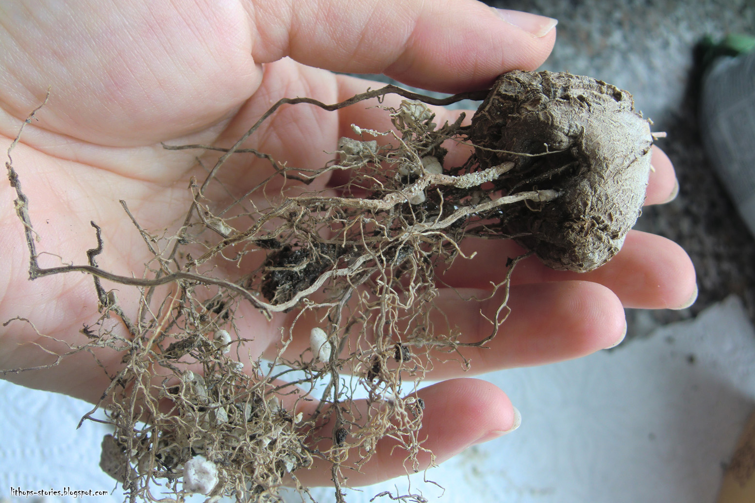 Lithops Stories: Here come caudiciforms! (26 pics)