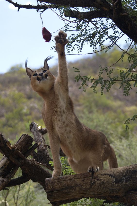 Best known fact about African wild cats. | Interestingfactswildlife.in