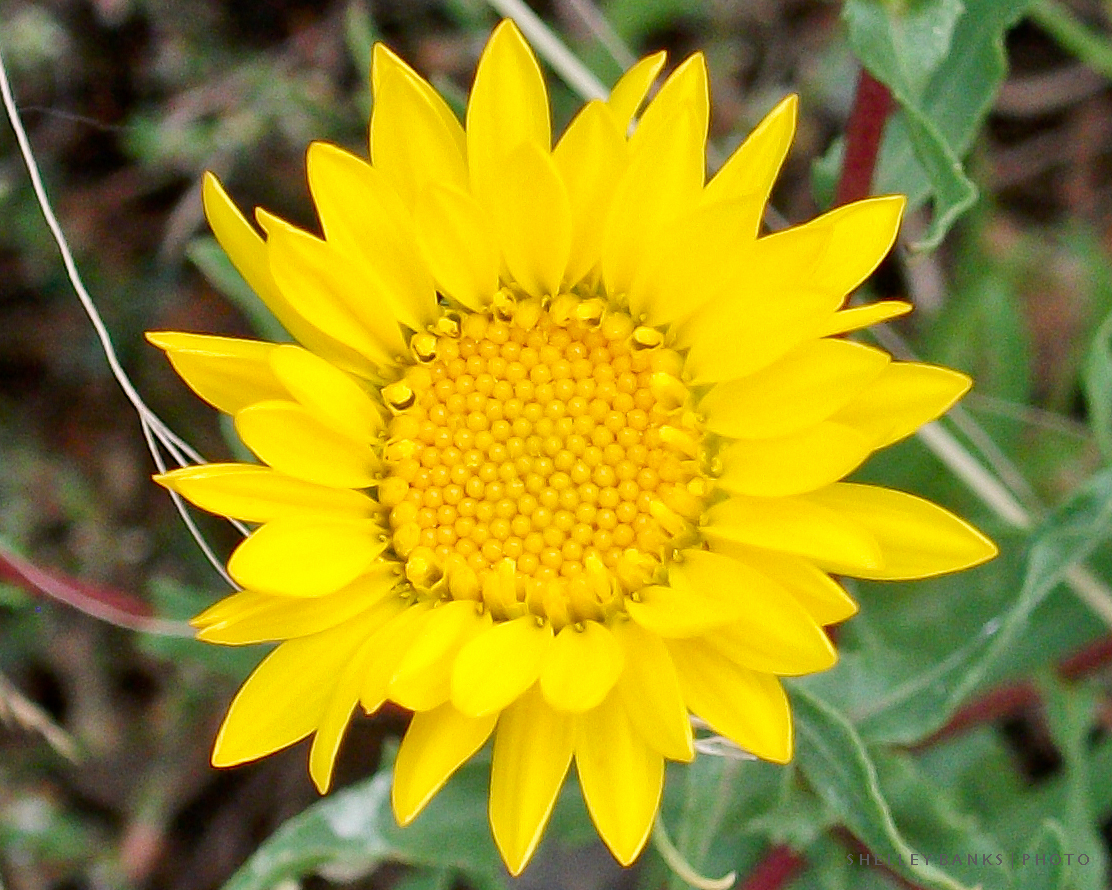 Prairie Wildflowers: Gumweed: Grindelia squarrosa