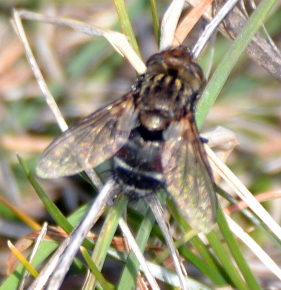 EN EL MONCAYO: Gonia sp.