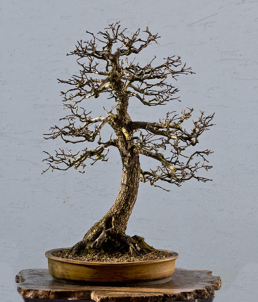 Walter Pall Bonsai Adventures: Wild Pear #1