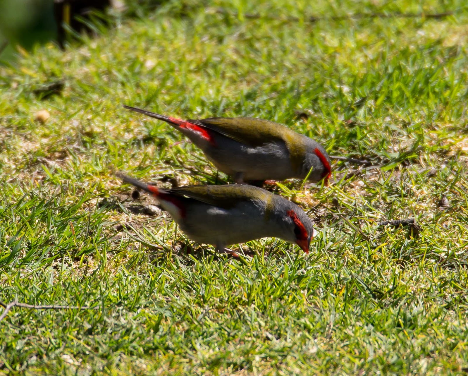 BIRDS of KILMORE, AUSTRALIA: Red-browed Finch