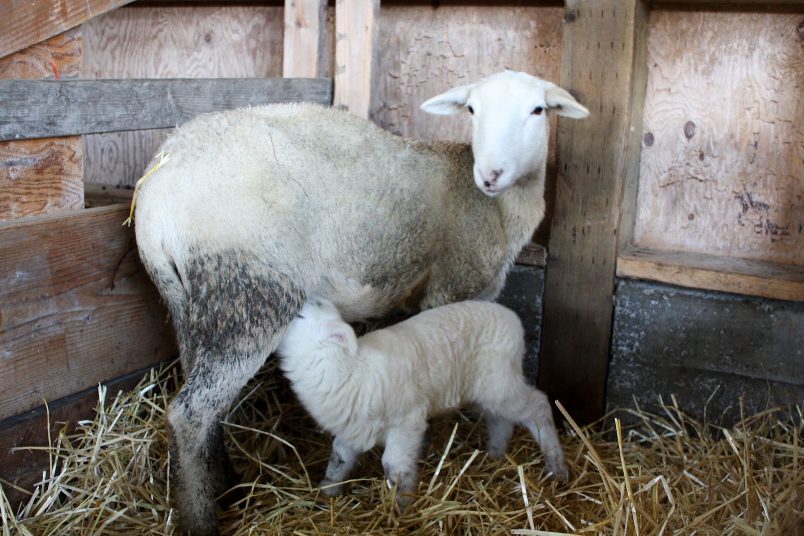 Seattle Tall Poppy: Spring Lamb at Ninety Farms