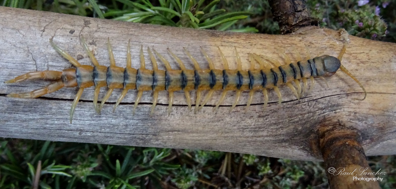 Naturaleza Viva : Scolopendra alternans (Chilopoda Scolopendromorpha ...
