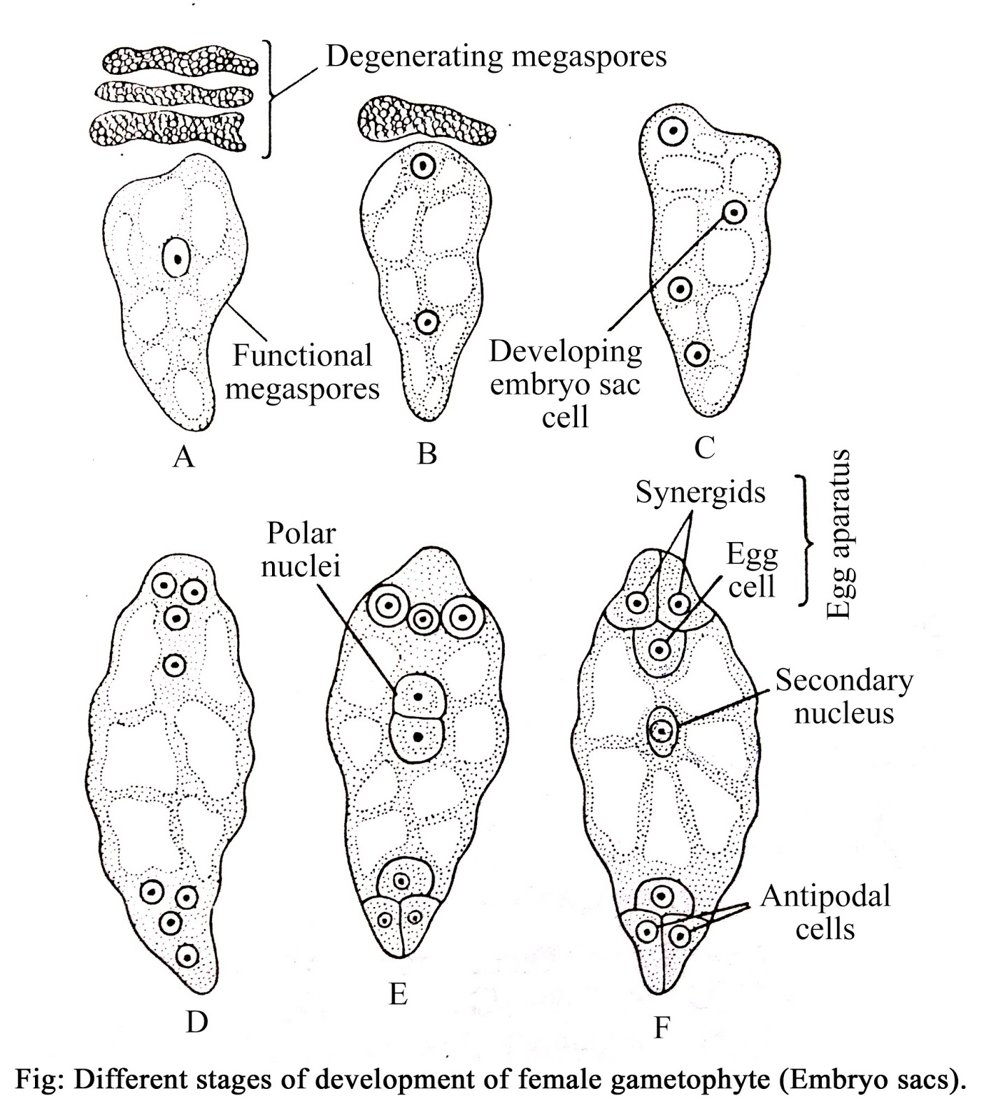 SPOROGENESIS AND GAMETOGENESIS