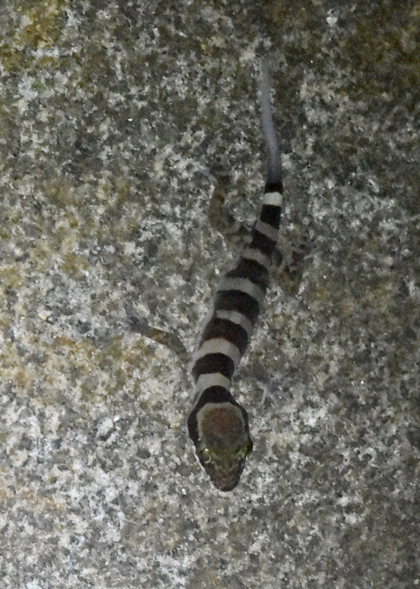 9001 REPTILES: COOKTOWN RING-TAILED GECKO