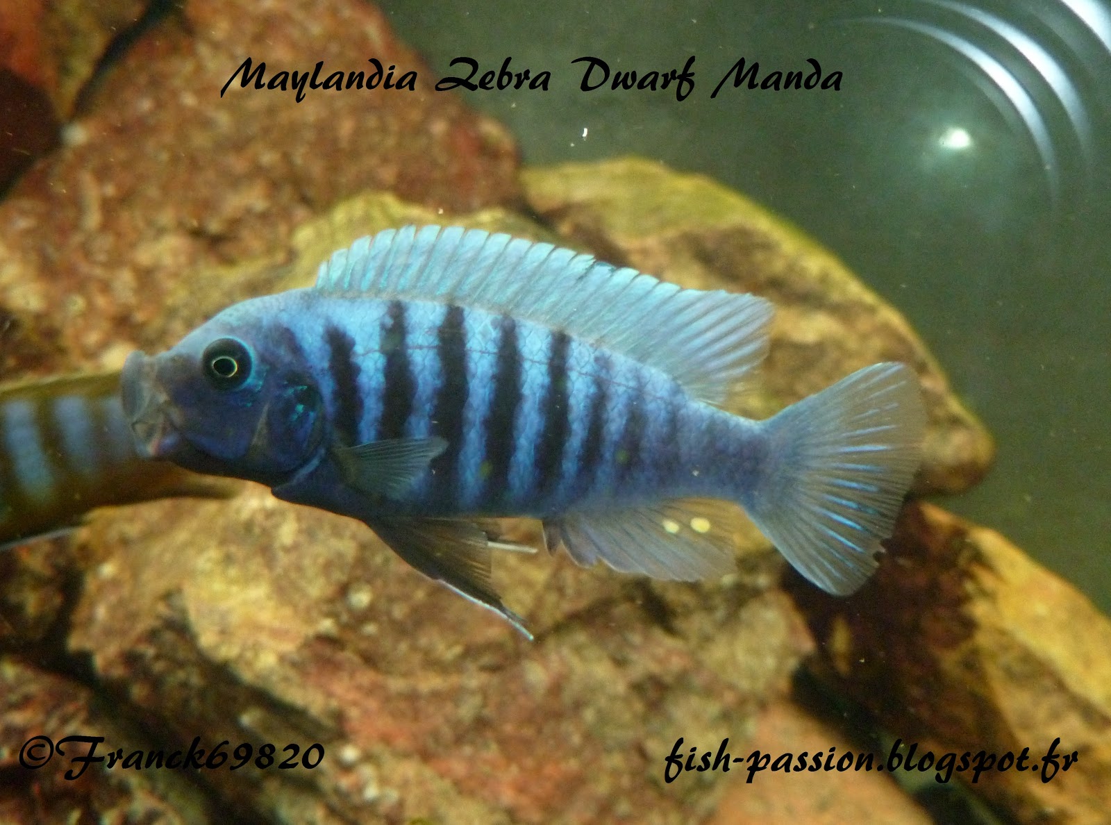 fish-passion: Maylandia (ou Metriaclima) Dwarf Manda