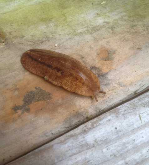 Homesteading in Hawaii: Slugs