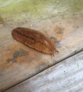 Homesteading in Hawaii: Slugs