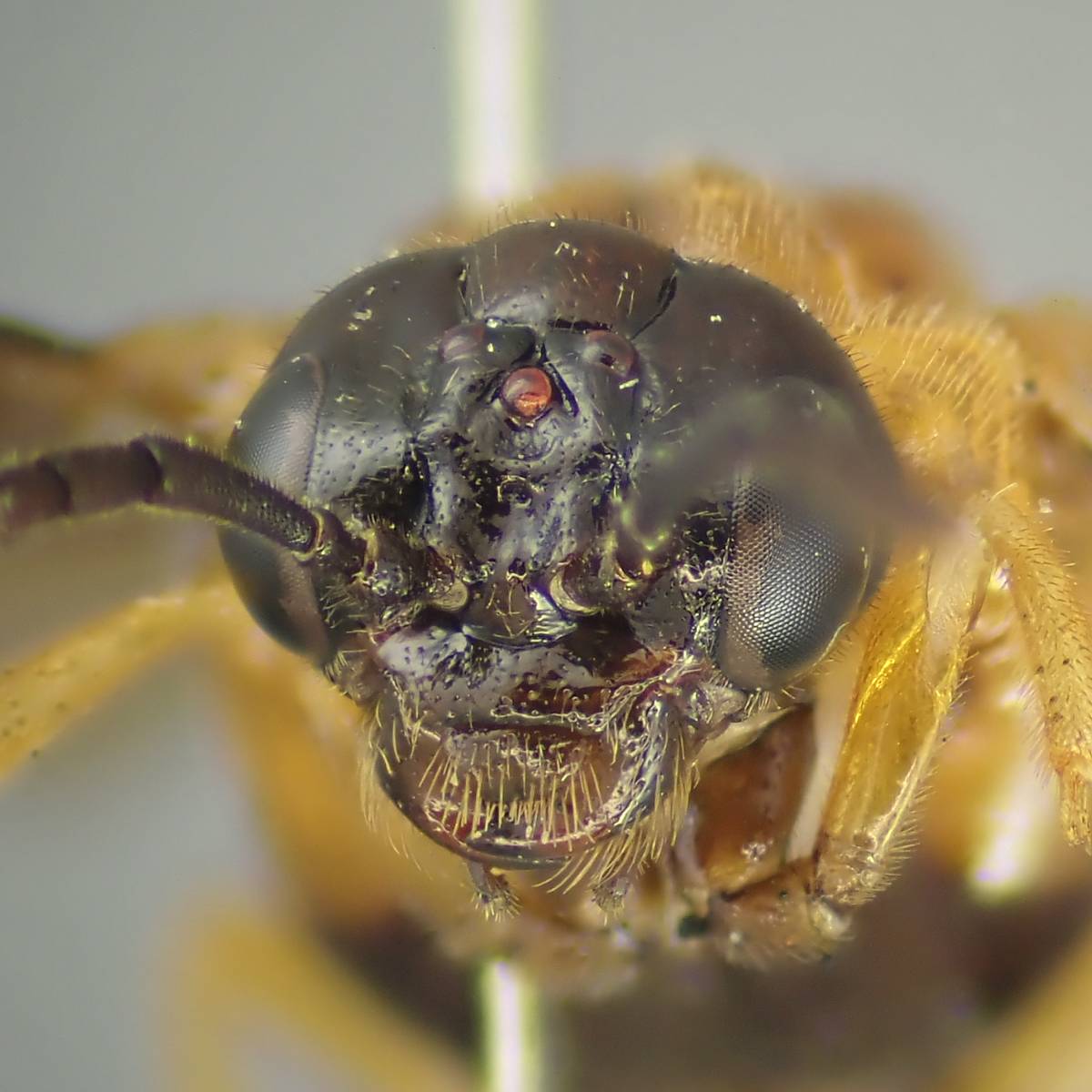 いもむしうんちは雨の音: キイロハバチ属の1種Monophadnus nigritarsis の羽化