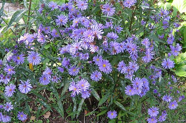 Ulkoelämää: Istutusalueen kohennus