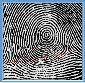 CRIMINALISTICA PANAMA: MODULO 1 IDENTIFICACIÓN Y CLASIFICACIÓN DE ...