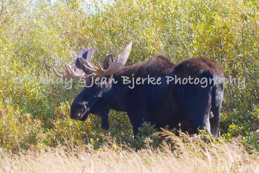 Jean Bjerke's Photo Blog: Big Springs Float and Moose