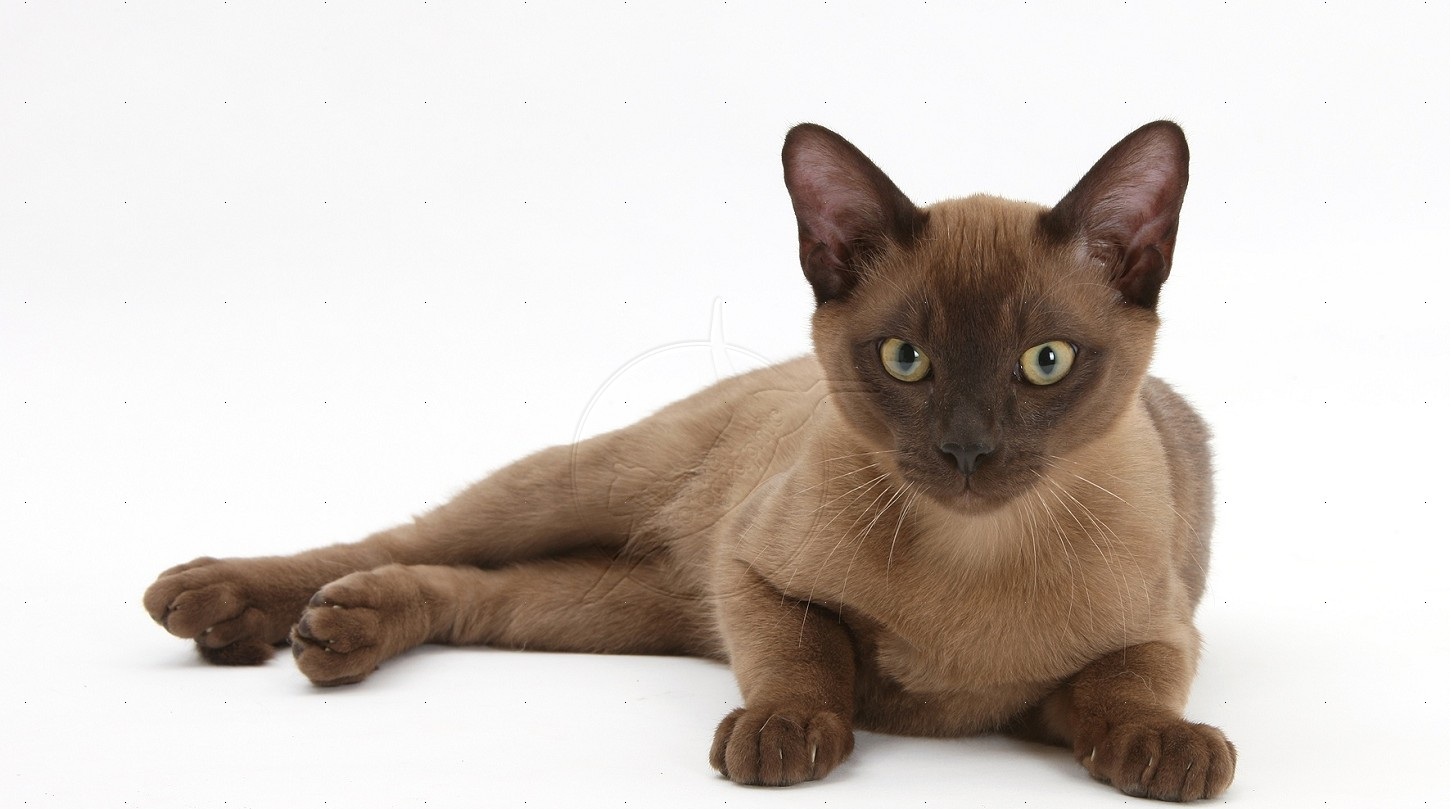 Gambar Kucing Coklat Comel