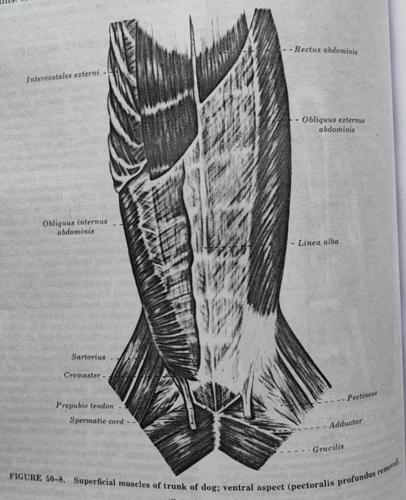 Muscles of Abdomen | Myology | Anjani Mishra