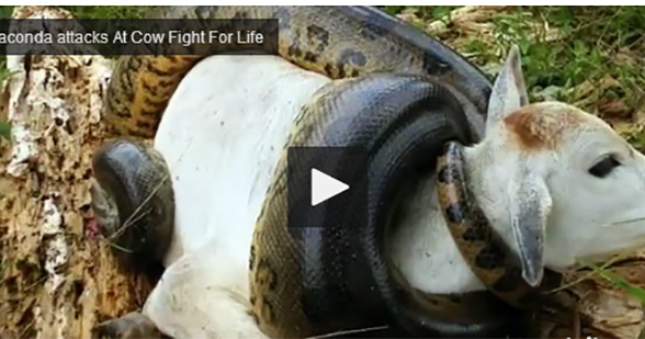 Real Fight For Life A Giant Anaconda Attack On A Innocent Cow - Apnicafe