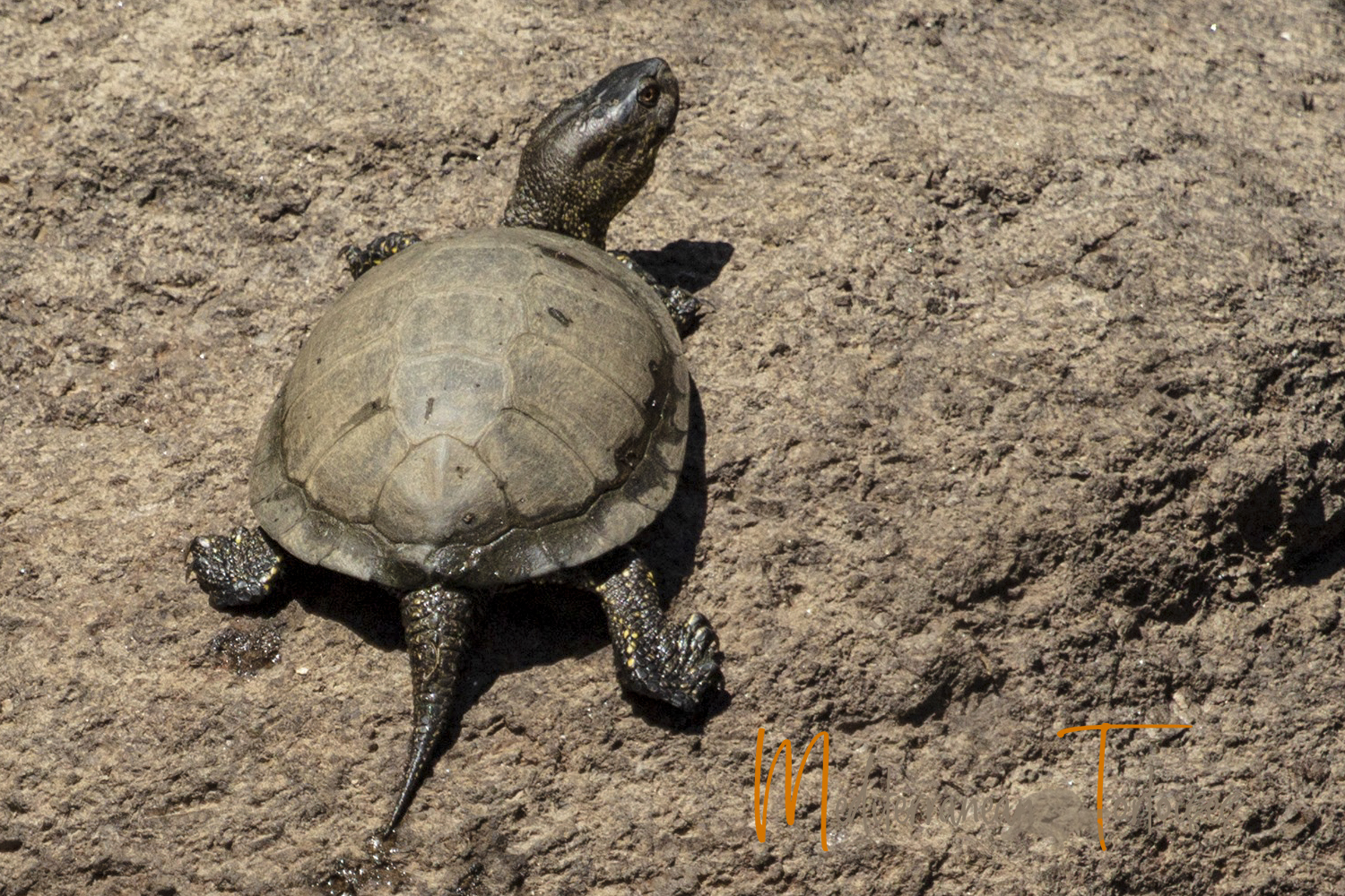 Mediterranean Tortoises
