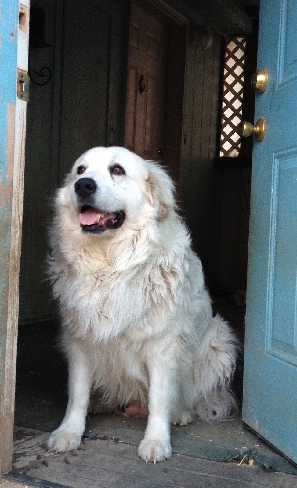 LIVESTOCK GUARDIAN DOG BLOG: How to Reprimand Your Livestock Guardian Dog